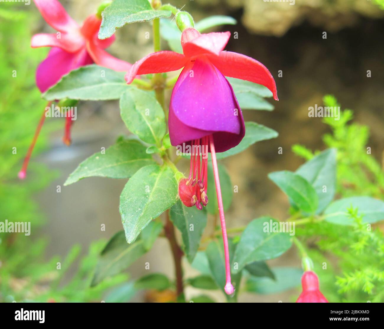 Flowers of various colors in Catalunya, Spain, Europe Stock Photo - Alamy