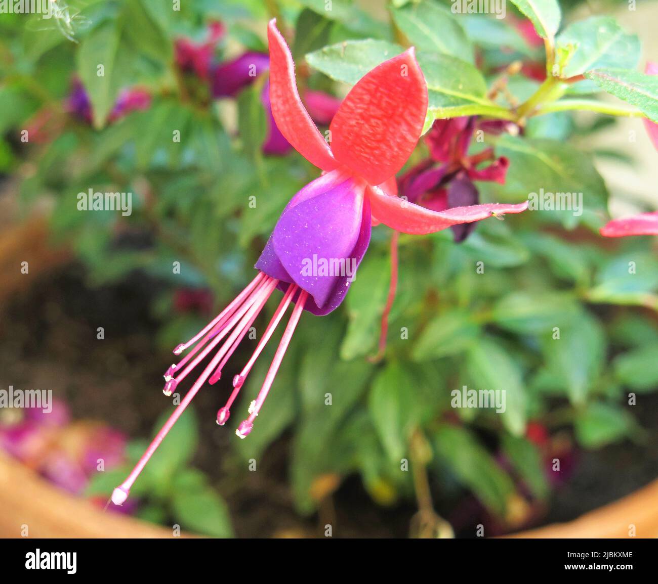 Flowers of various colors in Catalunya, Spain, Europe Stock Photo - Alamy