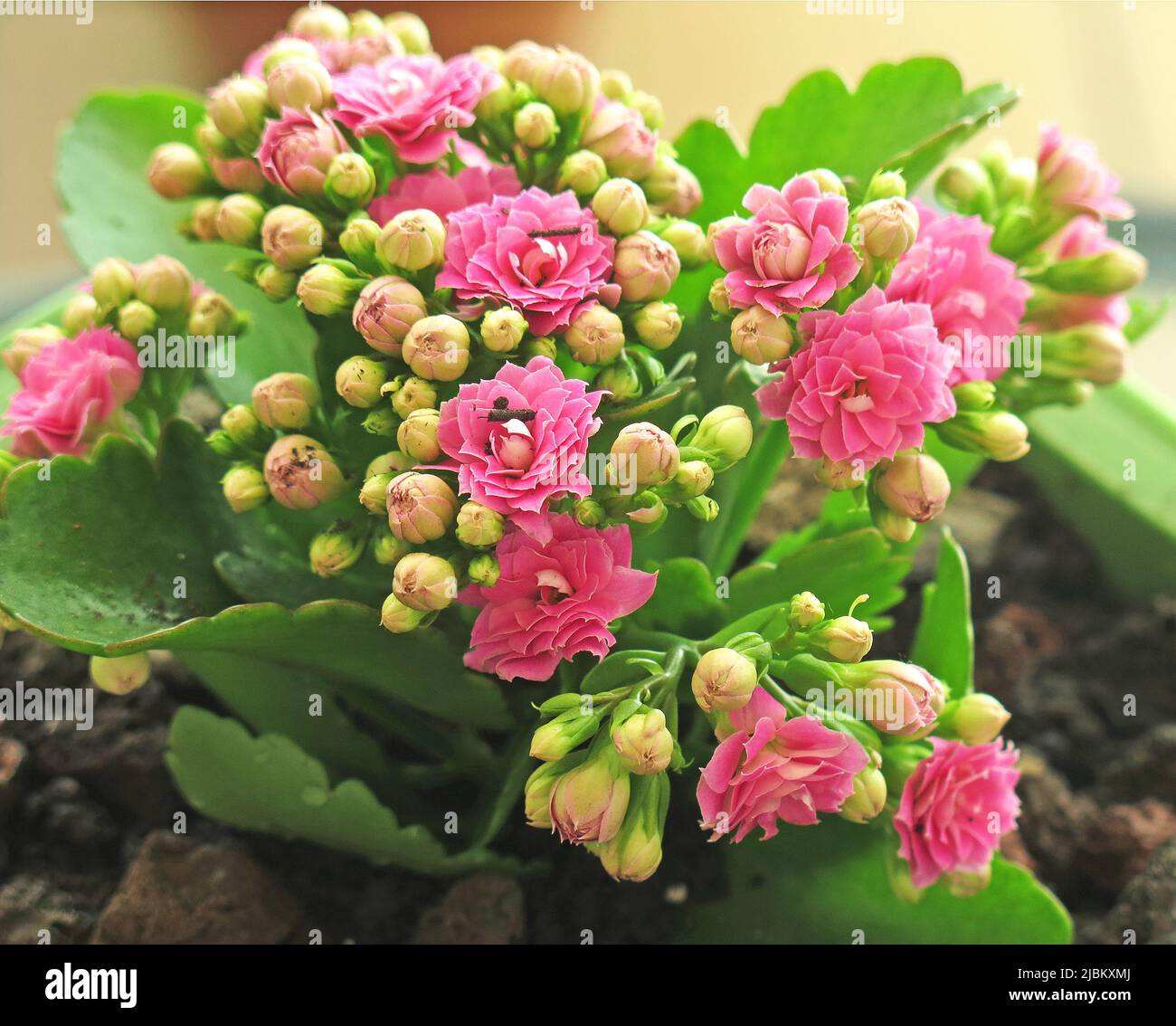 Flowers of various colors in Catalunya, Spain, Europe Stock Photo - Alamy