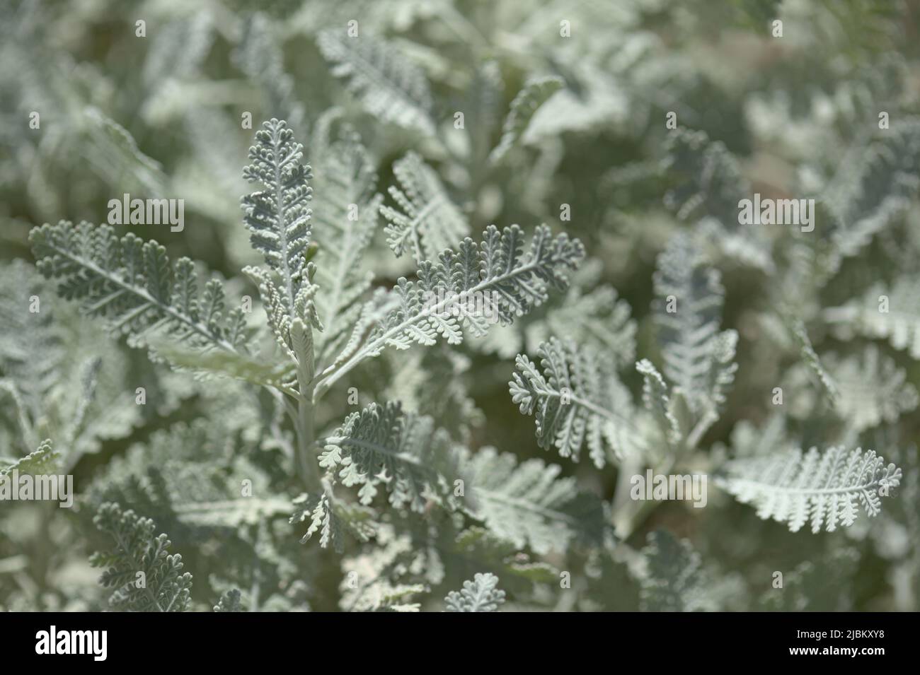 Flora of Gran Canaria - leaves of Gonospermum ptarmicaeflorum aka ...