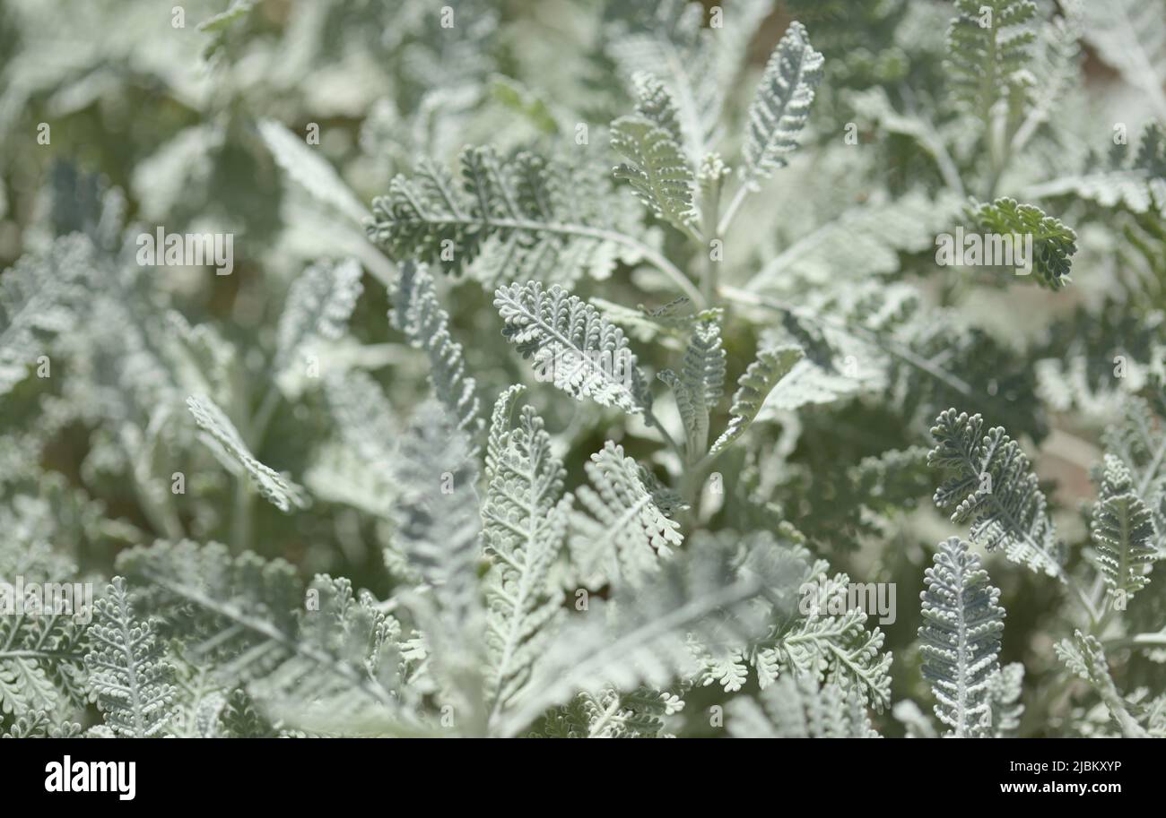 Flora of Gran Canaria - leaves of Gonospermum ptarmicaeflorum aka ...
