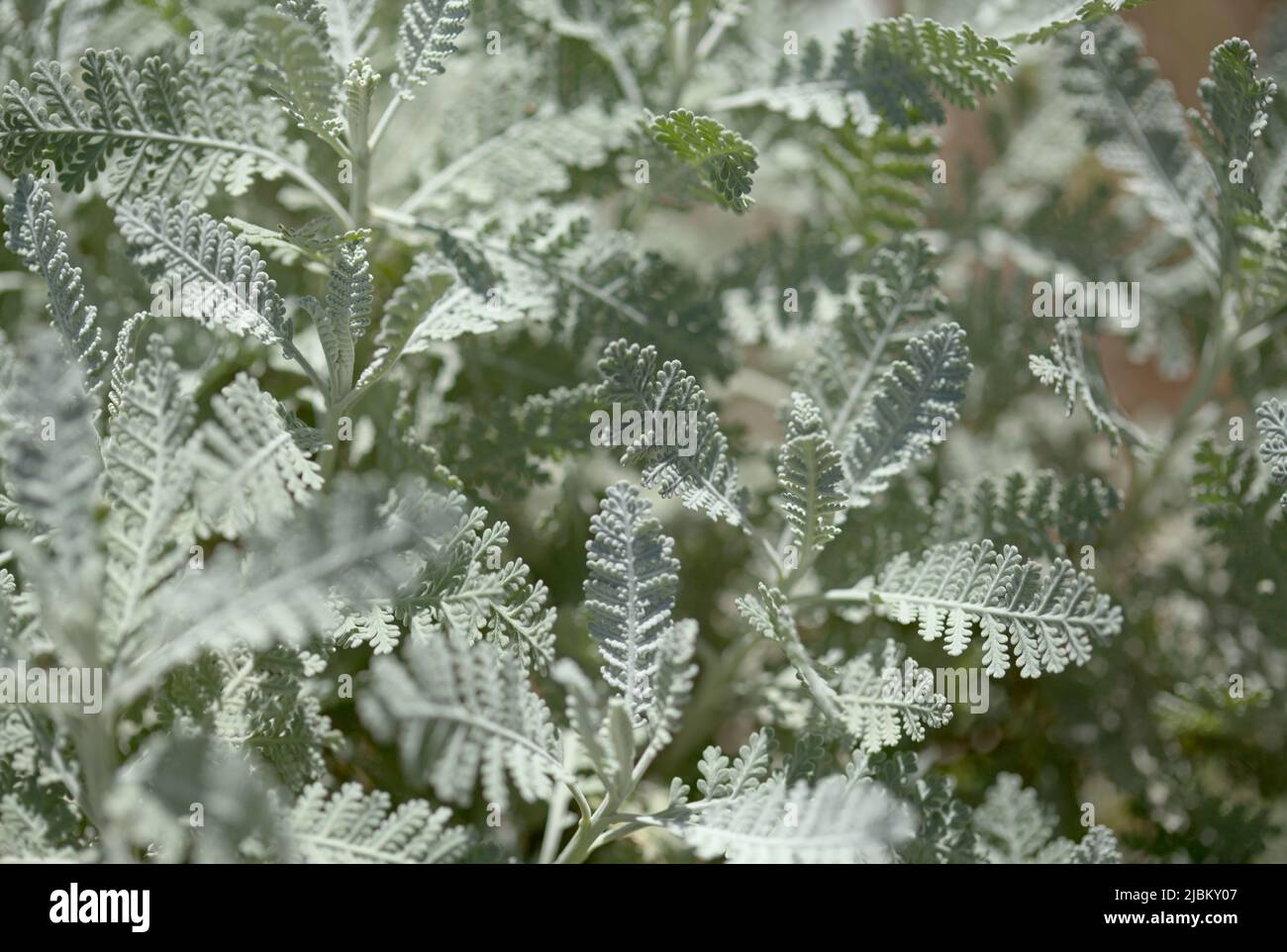 Flora of Gran Canaria - leaves of Gonospermum ptarmicaeflorum aka ...