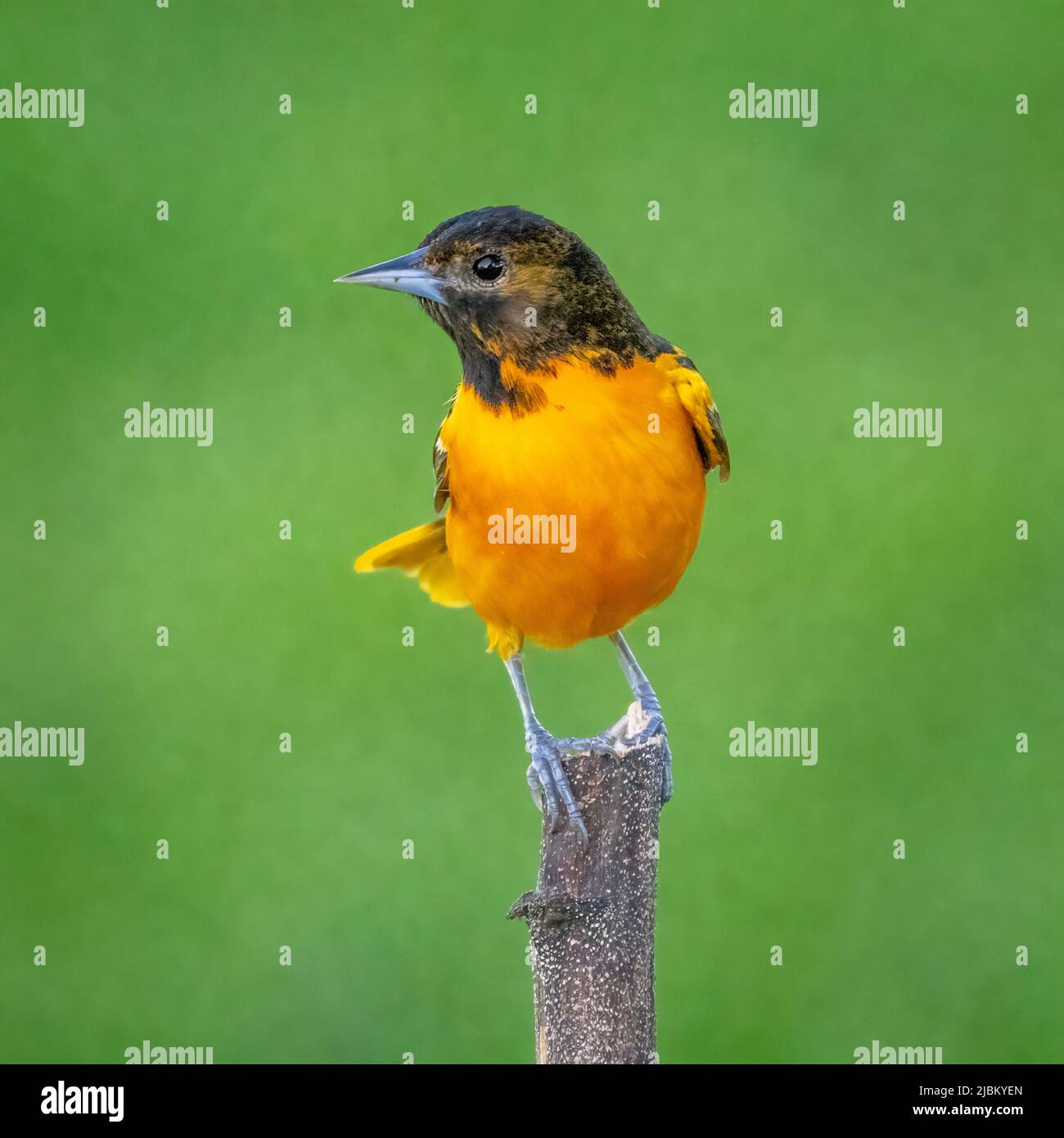 Baltimore oriole nest hi-res stock photography and images - Alamy