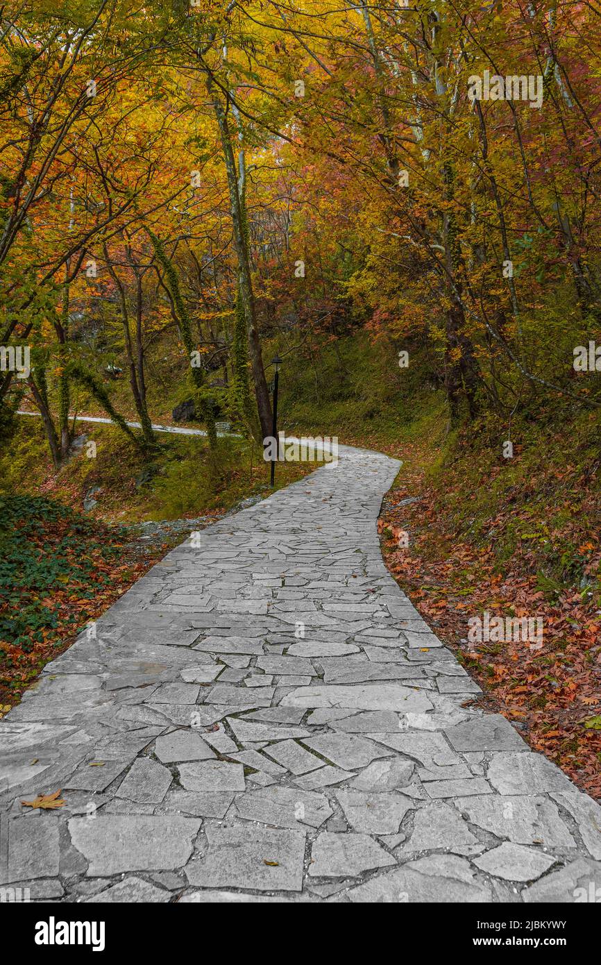 Greek forest hi-res stock photography and images - Alamy