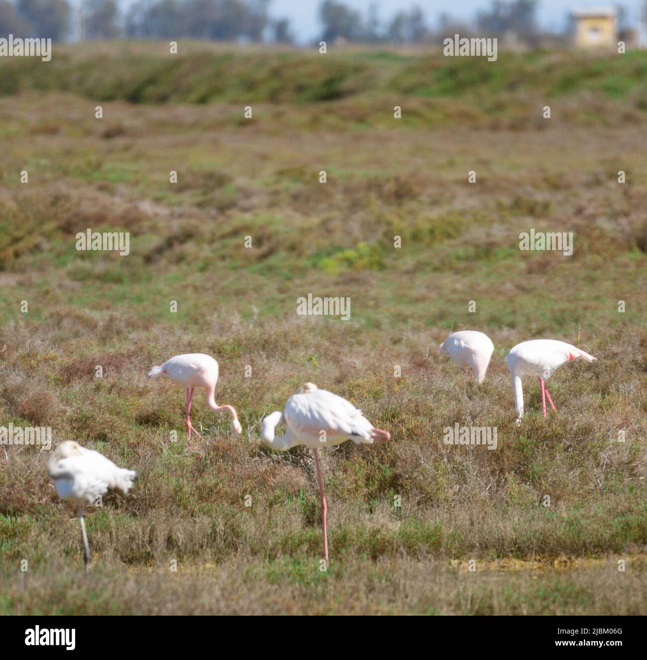 flamingo birds during migration at the mouth of the river Stock Photo ...