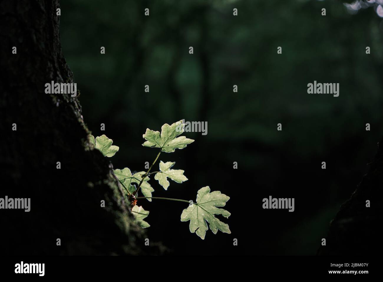 Shallow focus shot of a green tree leaf in the forest under sun rays ...