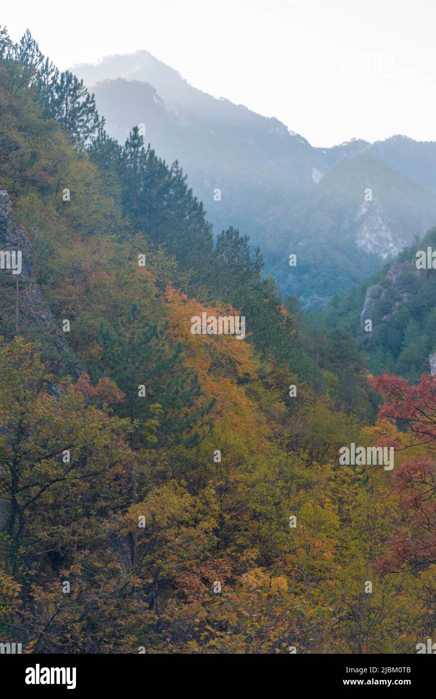 Aridea hi-res stock photography and images - Alamy