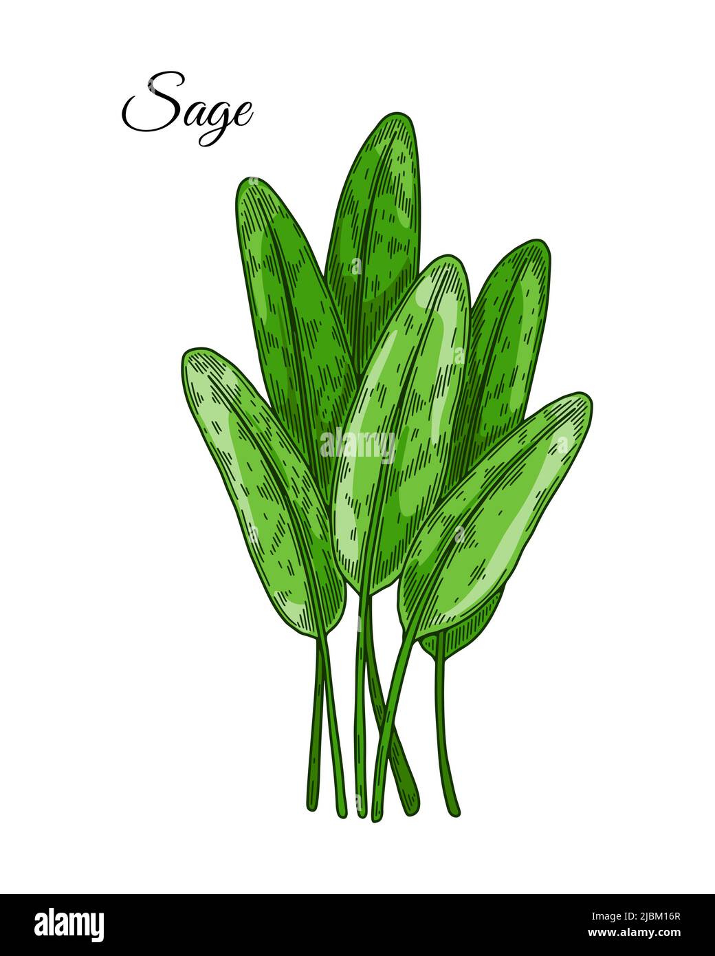 Hand drawn sage leaves. Vector illustration in colored sketch style ...