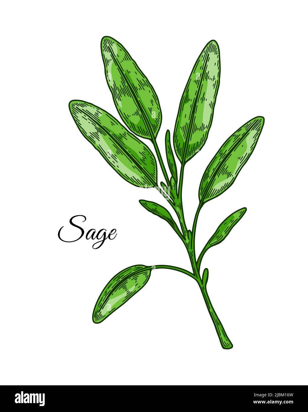 Lamiaceae Stock Vector Images - Alamy