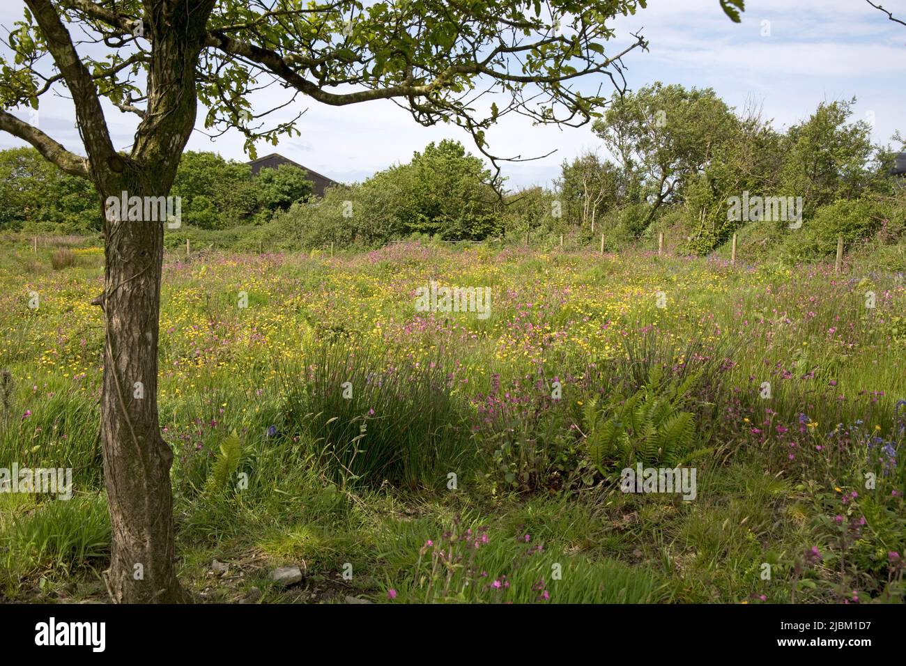 Bursdon Moor Nature Reserve has SSSI status and is one of the last ...
