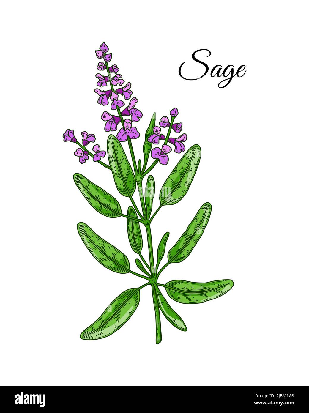 Hand drawn sage branch with flowers. Vector illustration in colored ...