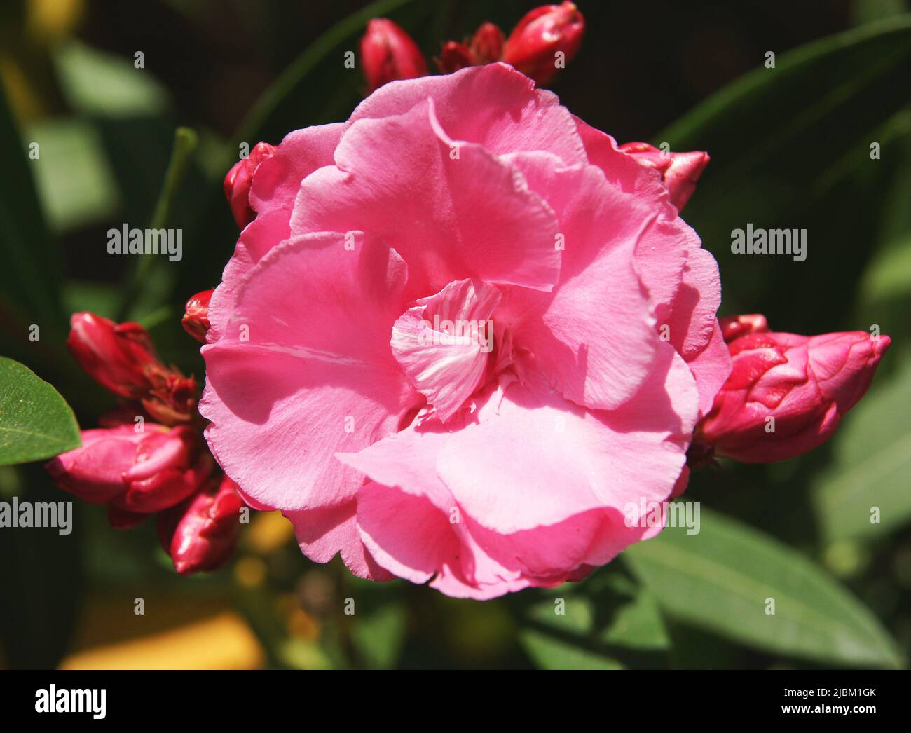 Flor angelica atropurpurea hi-res stock photography and images - Alamy