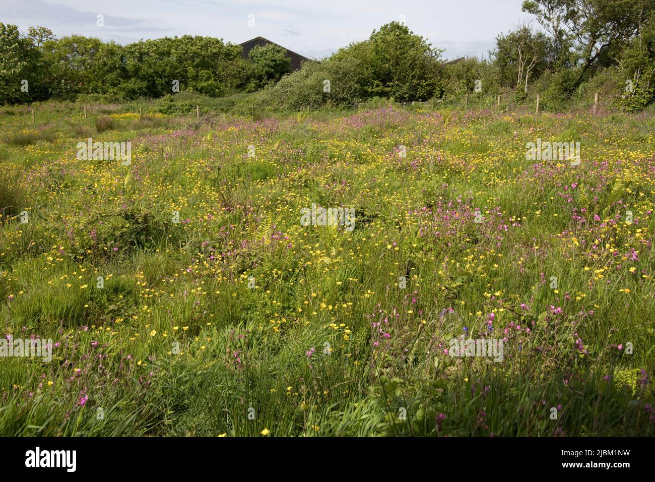 Bursdon Moor Nature Reserve has SSSI status and is one of the last ...