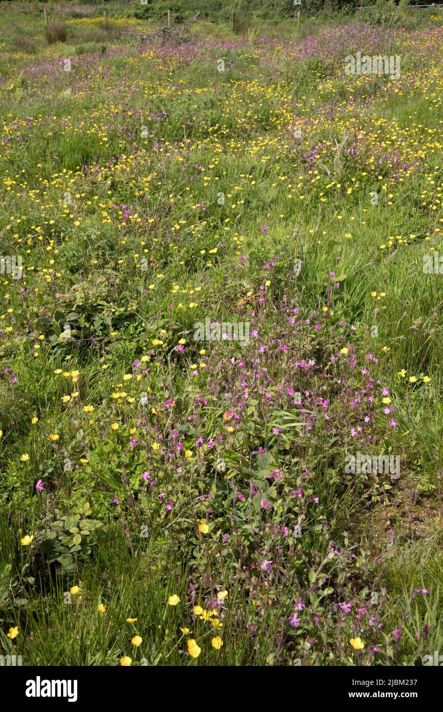 Bursdon moor nature reserve hi-res stock photography and images - Alamy
