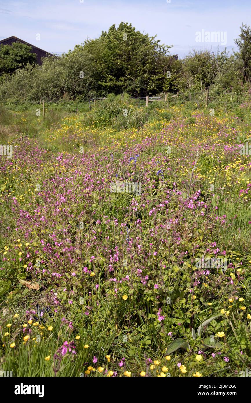 Bursdon Moor Nature Reserve has SSSI status and is one of the last ...