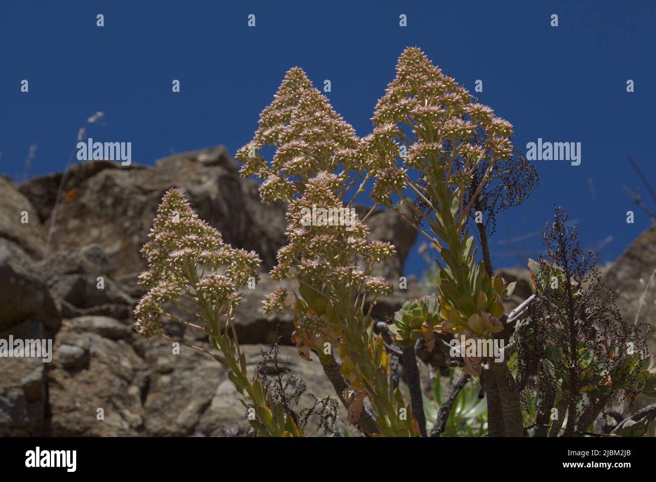 Flora of Gran Canaria - Aeonium percarneum, succulent plant endemic to ...