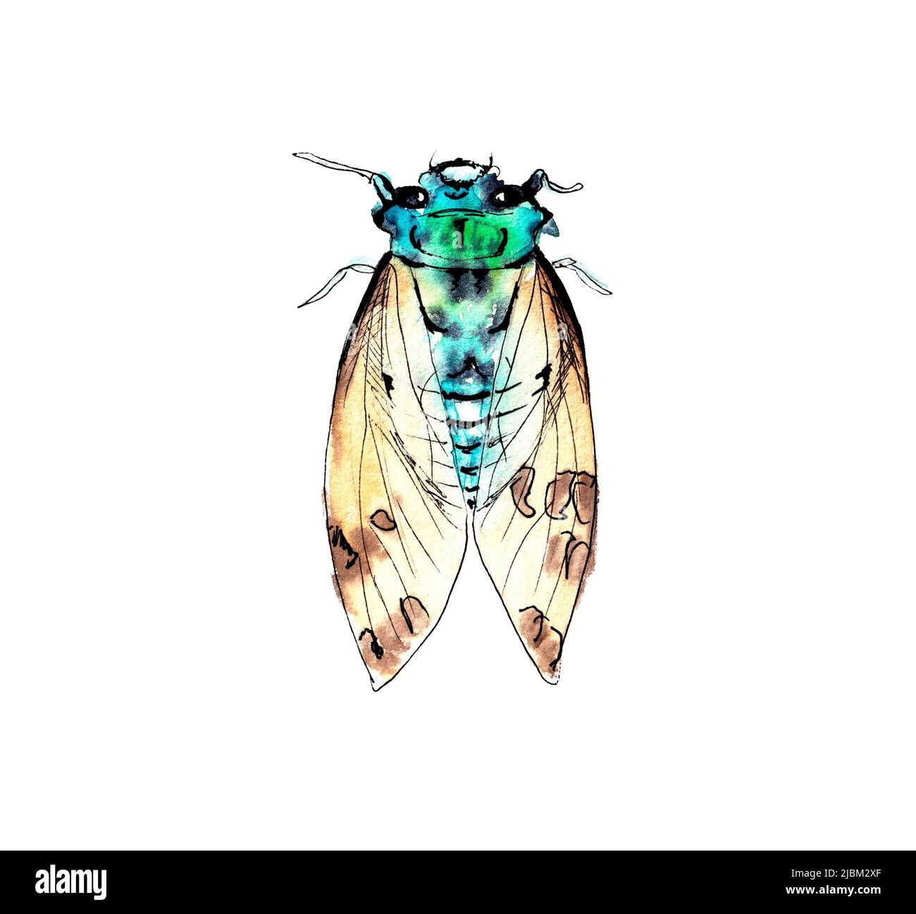 Australian insects. Watercolor sketch Stock Photo - Alamy