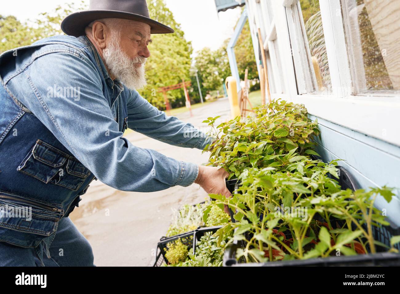 Aged man taking care of sprouts in boxes Stock Photo - Alamy