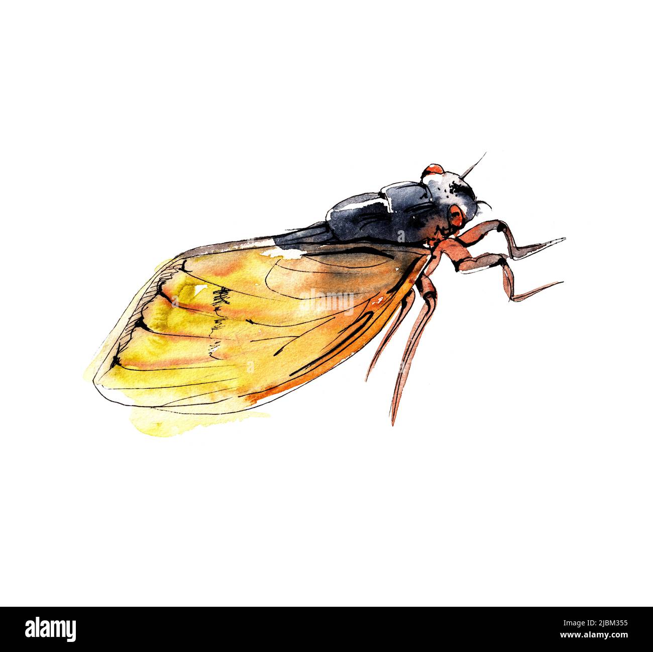 Australian insects. Watercolor sketch Stock Photo - Alamy