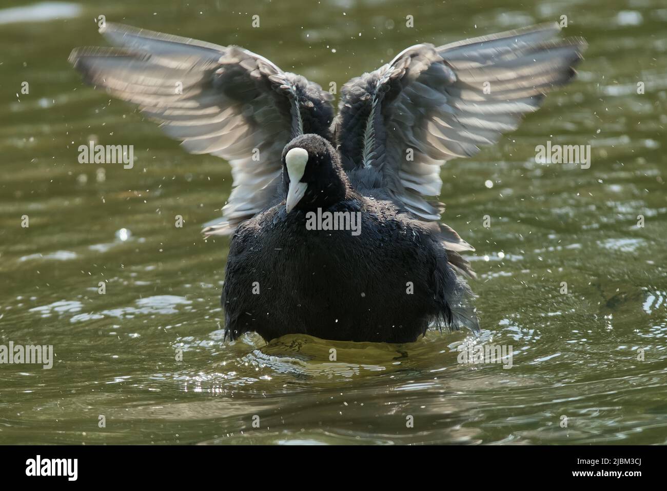 Fulica atra, eurasian coot, single bird with outstretched wings, front ...