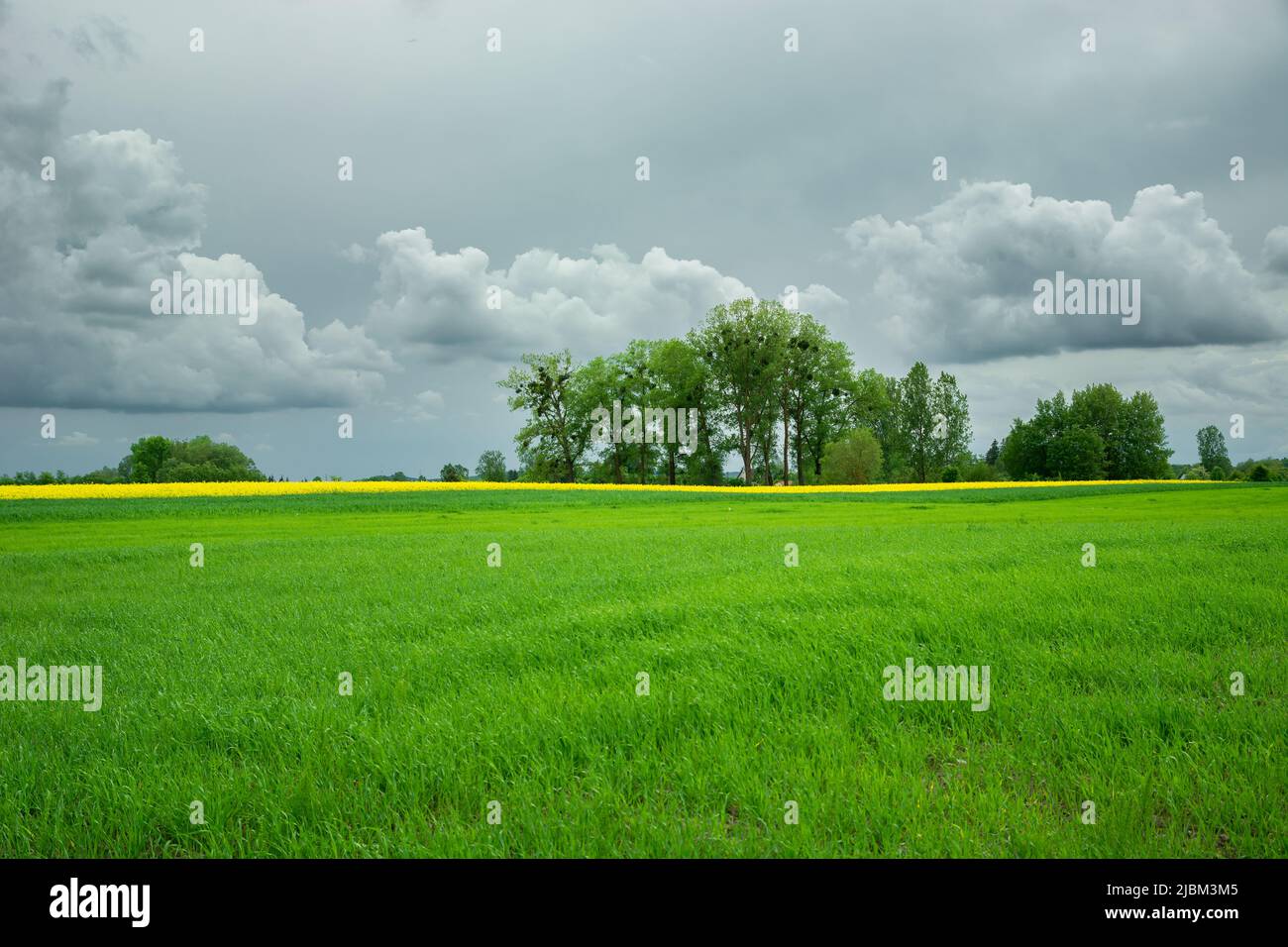 Green field and trees on the horizon, rural view Stock Photo - Alamy