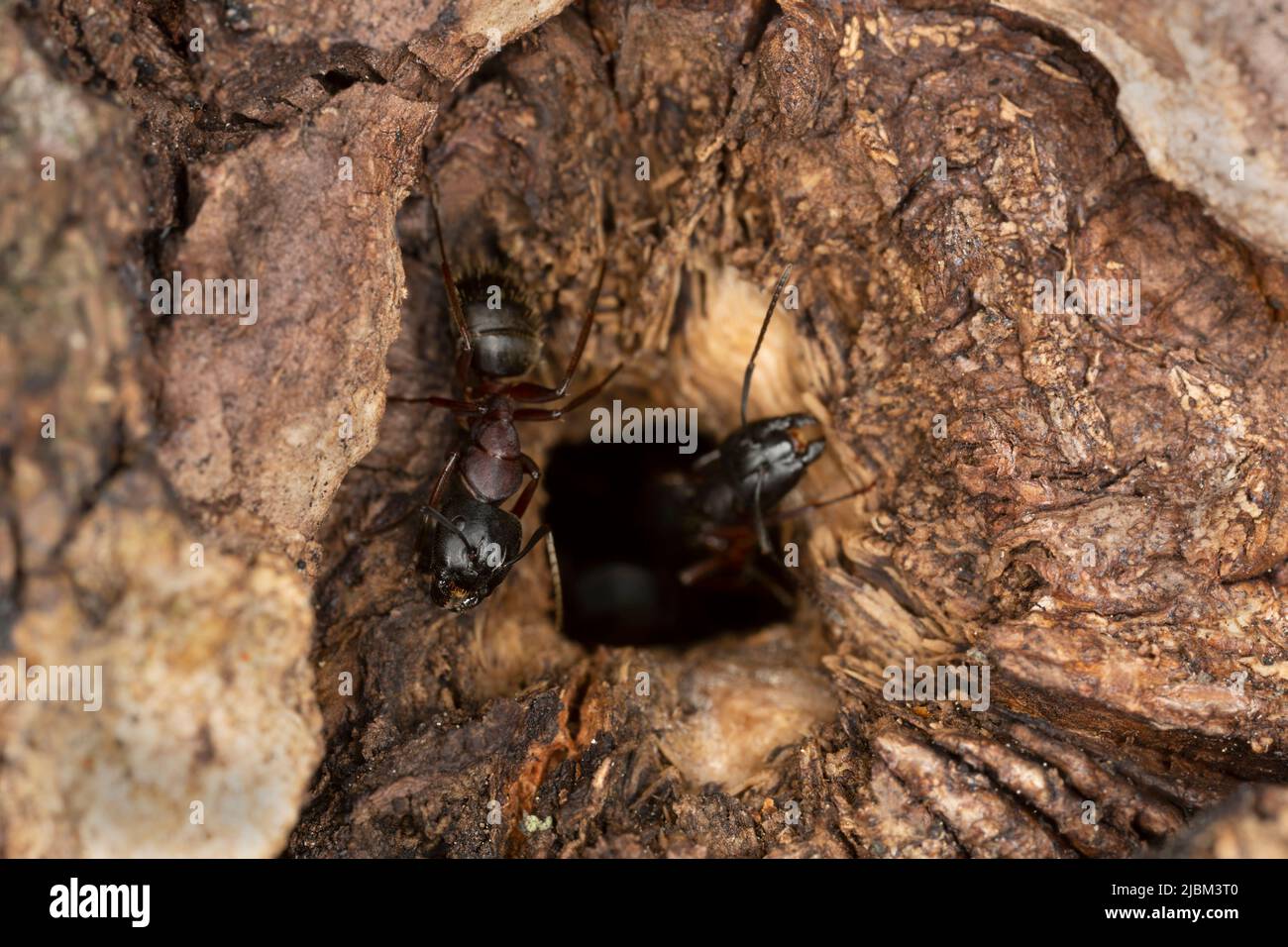 Carpenter ants hi-res stock photography and images - Alamy