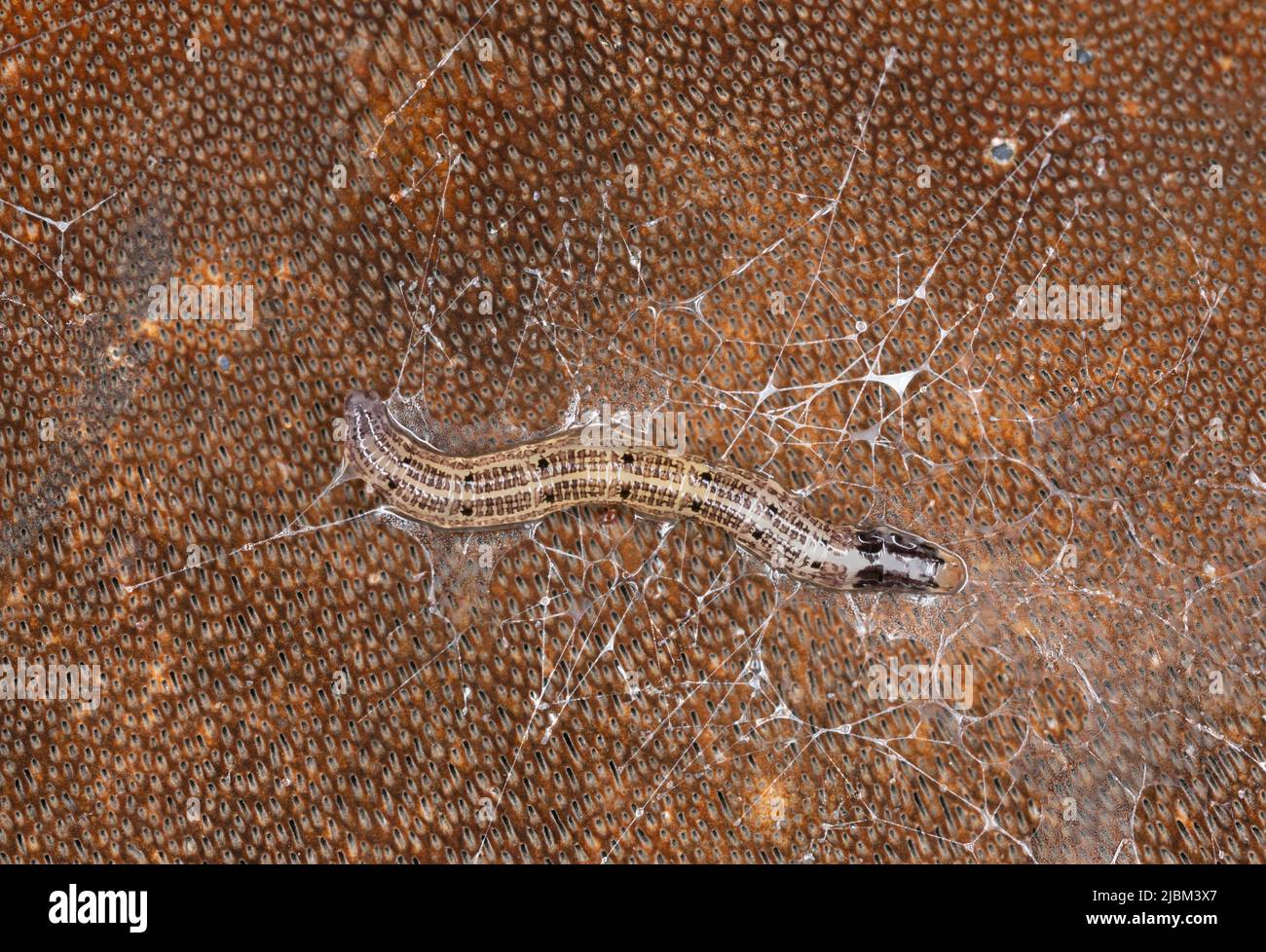 Fungus gnat larva hi-res stock photography and images - Alamy