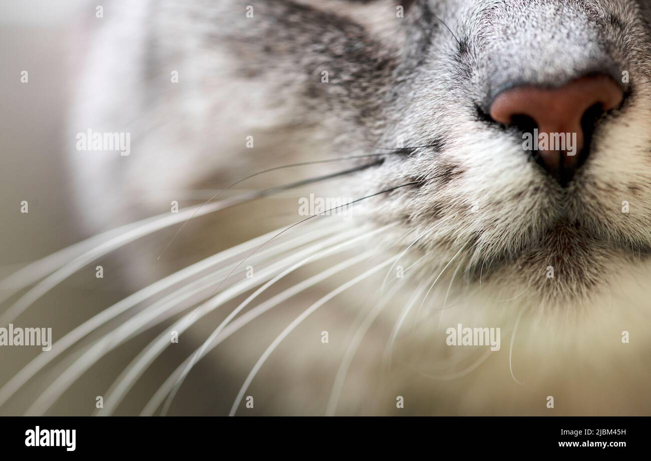 Cat portrait close up, only mustach Stock Photo - Alamy