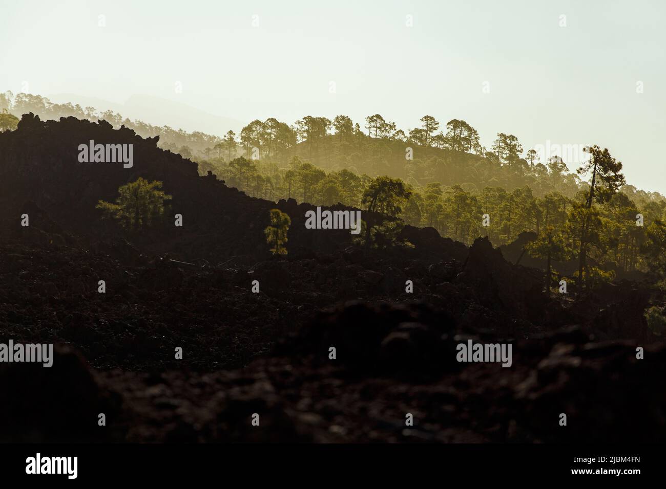 Volcano landscape on the island of Tenerife. Volcanic rock, pine trees ...
