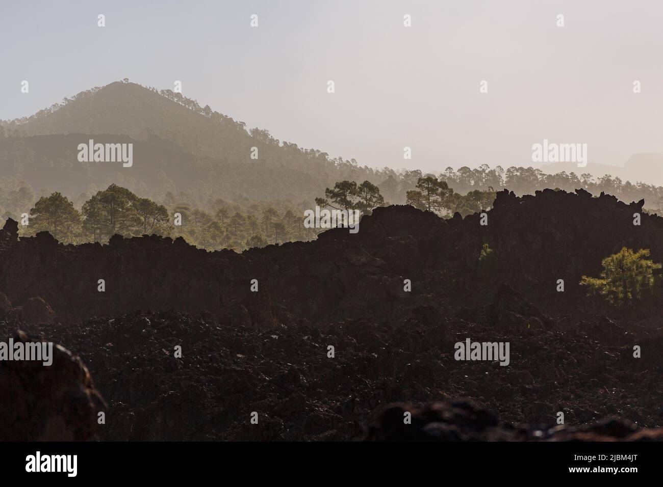 Volcano landscape on the island of Tenerife. Volcanic rock, pine trees ...