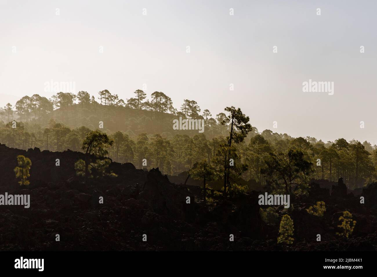 Volcano landscape on the island of Tenerife. Volcanic rock, pine trees ...