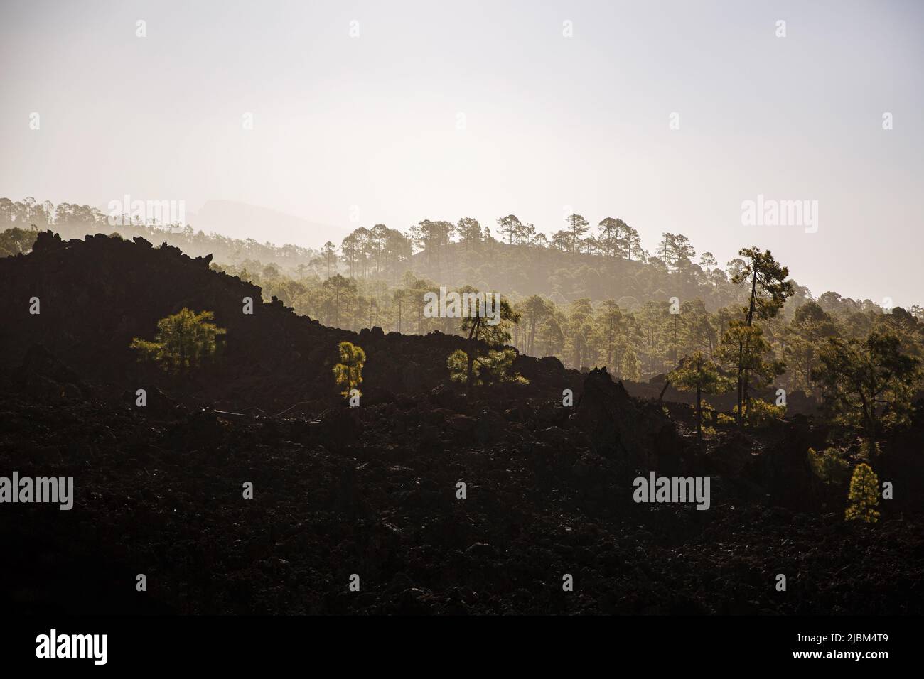 Volcano landscape on the island of Tenerife. Volcanic rock, pine trees ...