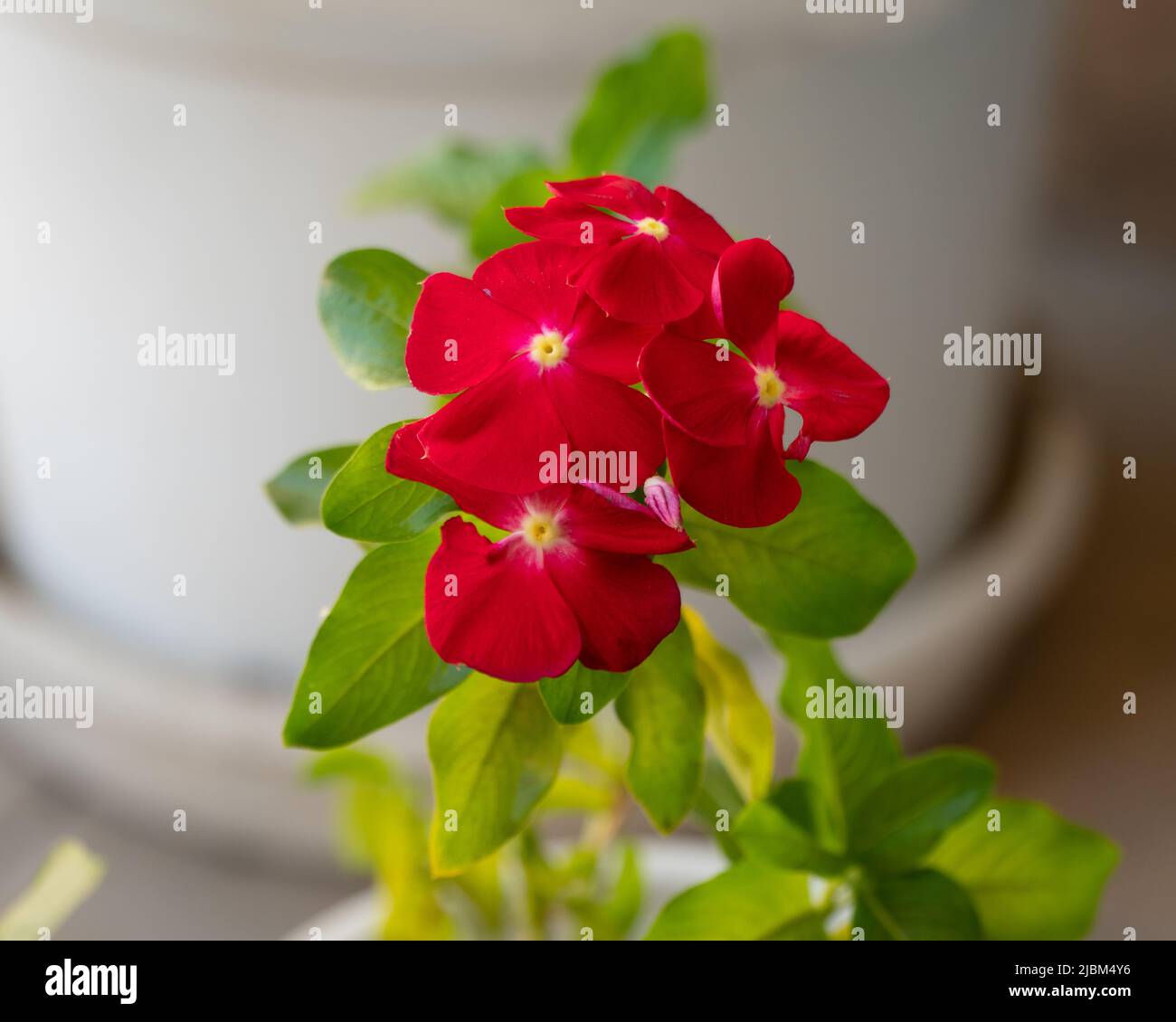 Beautiful pink vinca flowers hi-res stock photography and images - Alamy