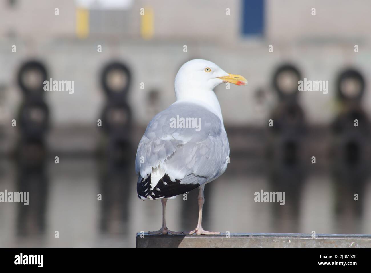 Seagull on pier Stock Photo - Alamy