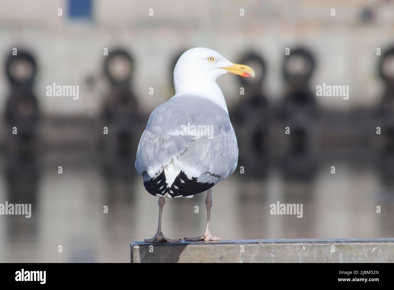 Seagull on pier Stock Photo - Alamy