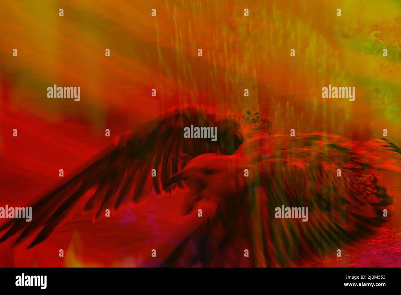 Angry seagull flight hi-res stock photography and images - Alamy