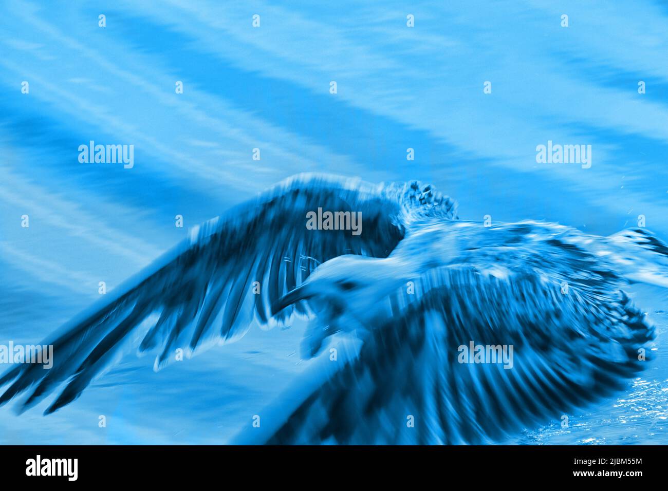 Angry bird abstract Stock Photo - Alamy