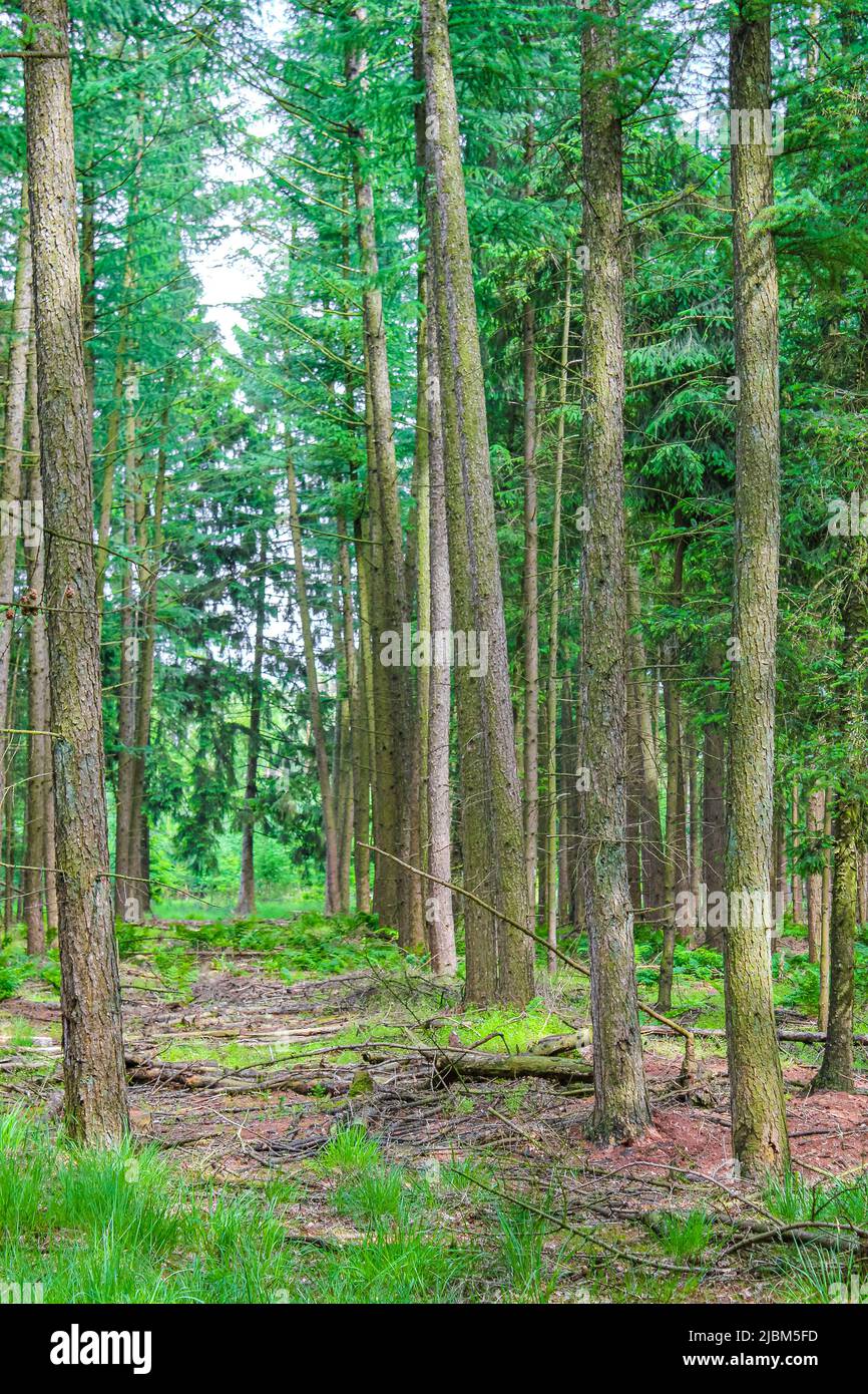 Natural beautiful panorama view with pathway and green plants trees in ...