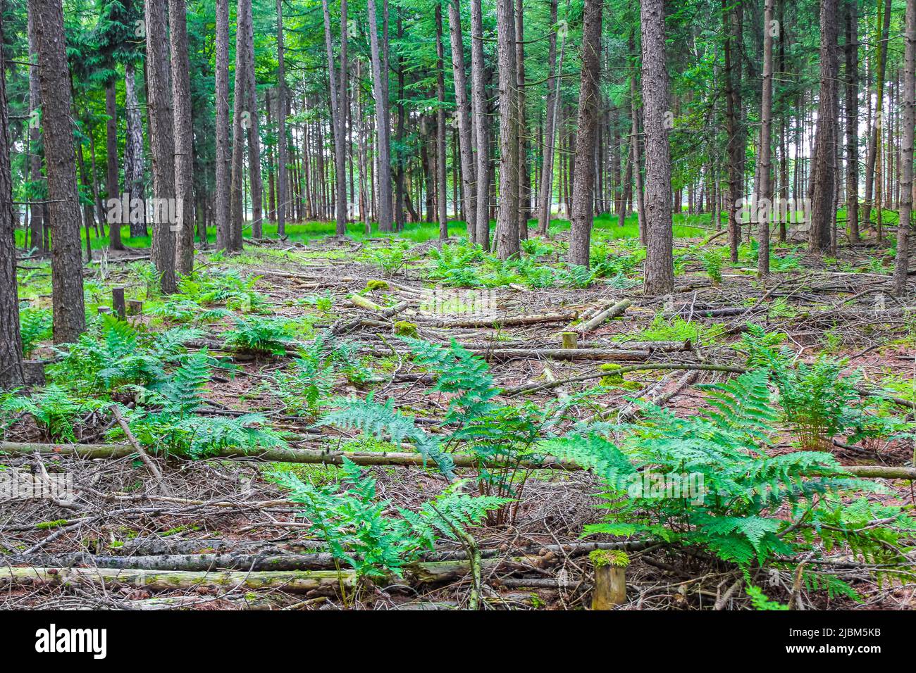 Natural beautiful panorama view with pathway and green plants trees in ...