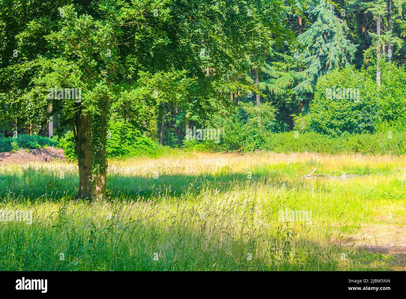 Natural beautiful panorama view with pathway and green plants trees in ...