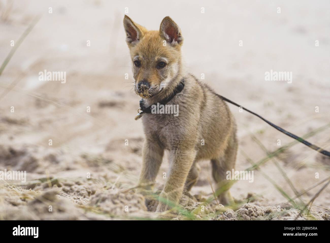 Cute Wolf Dog Puppies