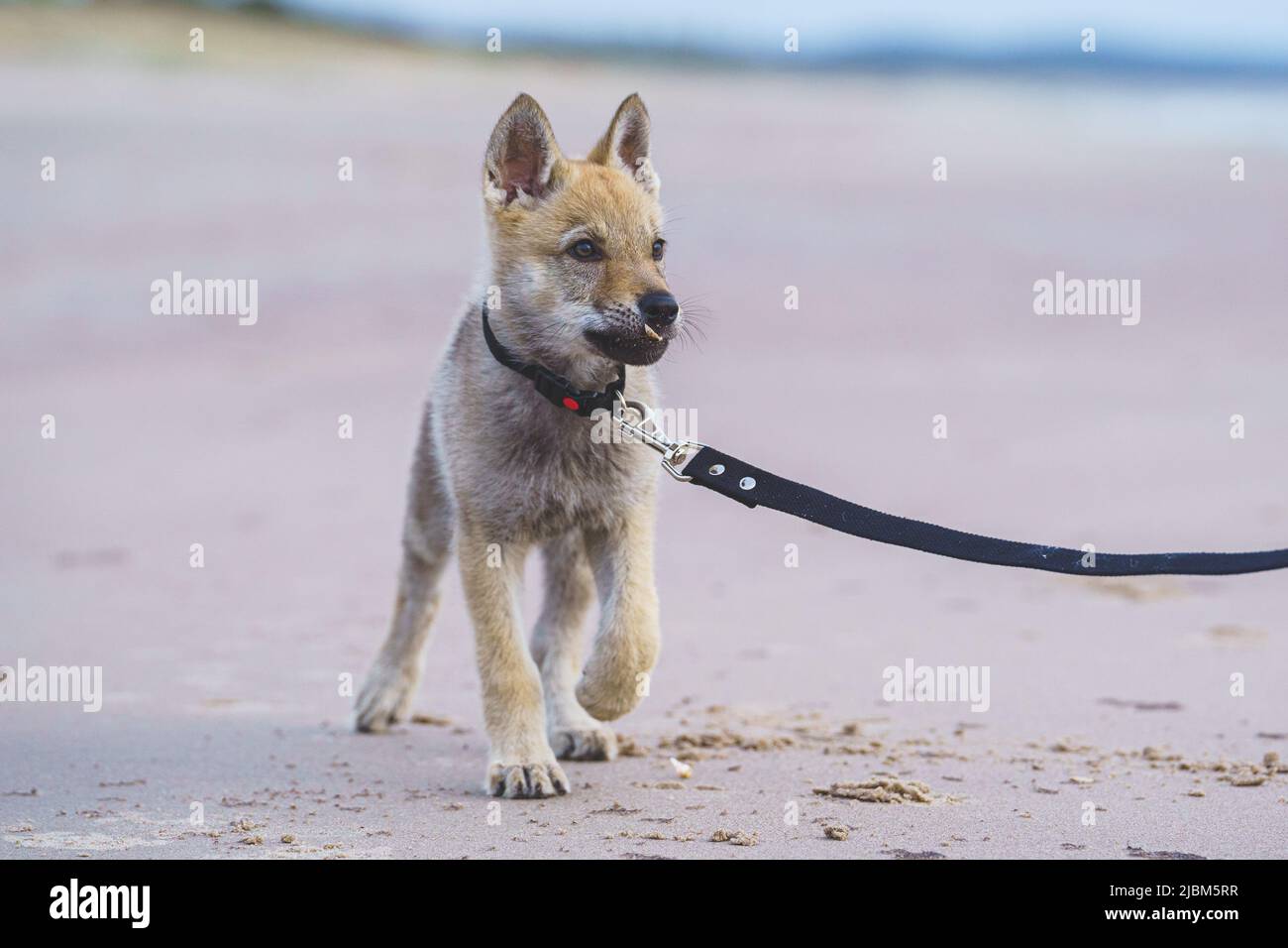 Cute Wolf Dog Puppies