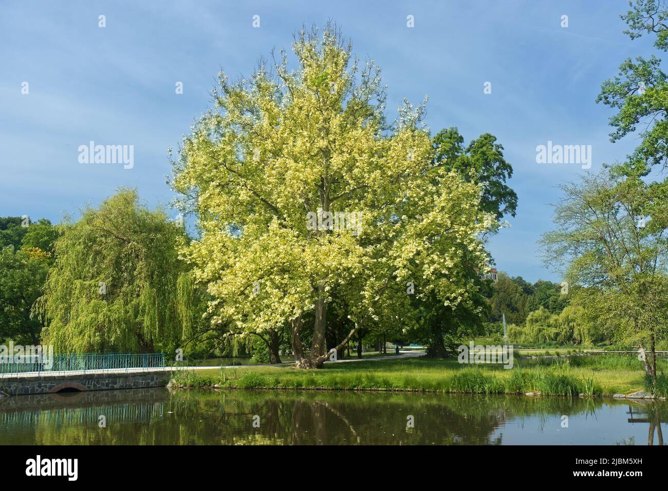 Platanus hispanica Suttneri, London plane tree in Royal game reserve ...