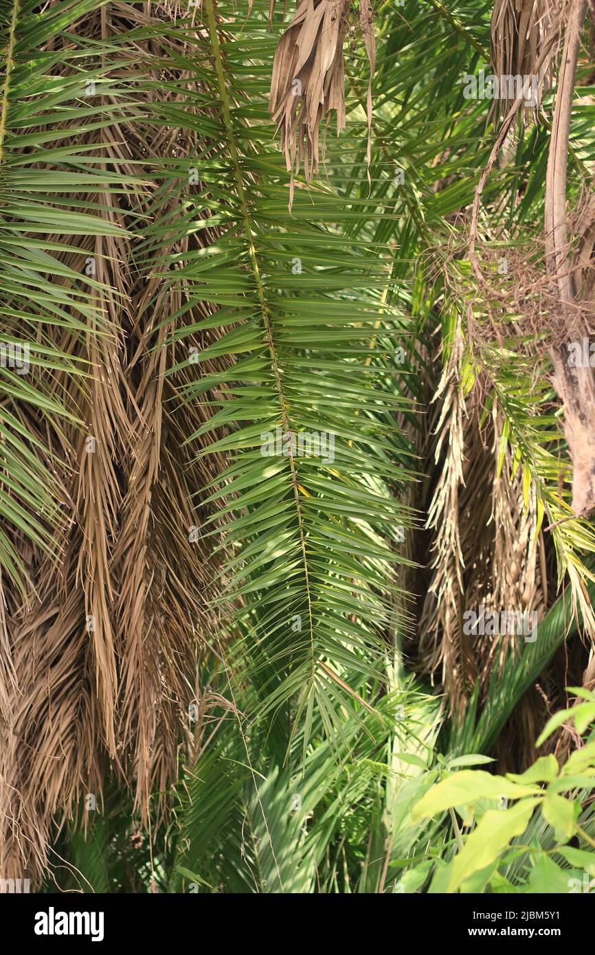 Beautiful lush green tropical plants growing in the overgrown jungle ...