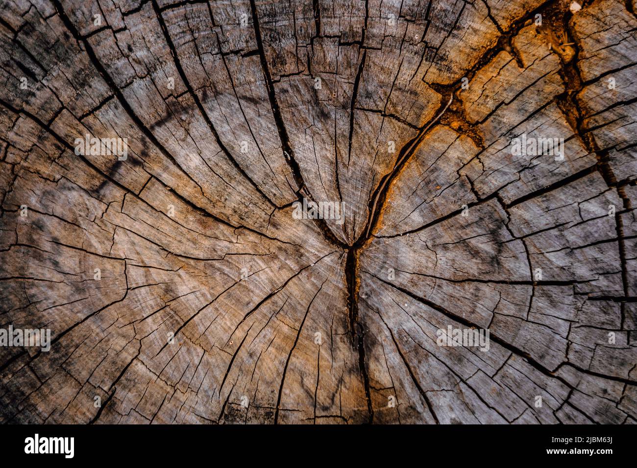 Wooden stump circular, cross section round cut down large dried tree ...