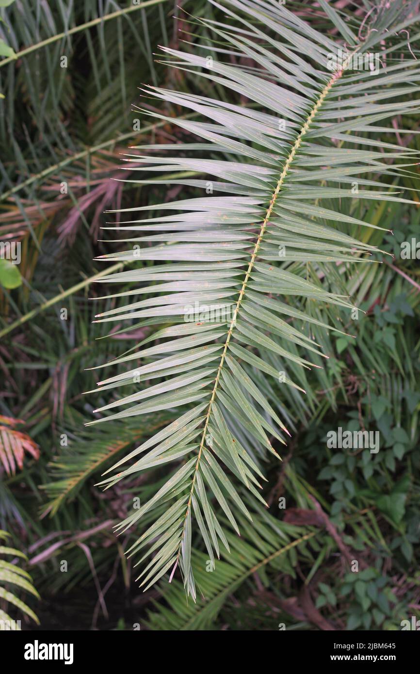 Beautiful lush green tropical plants growing in the overgrown jungle ...