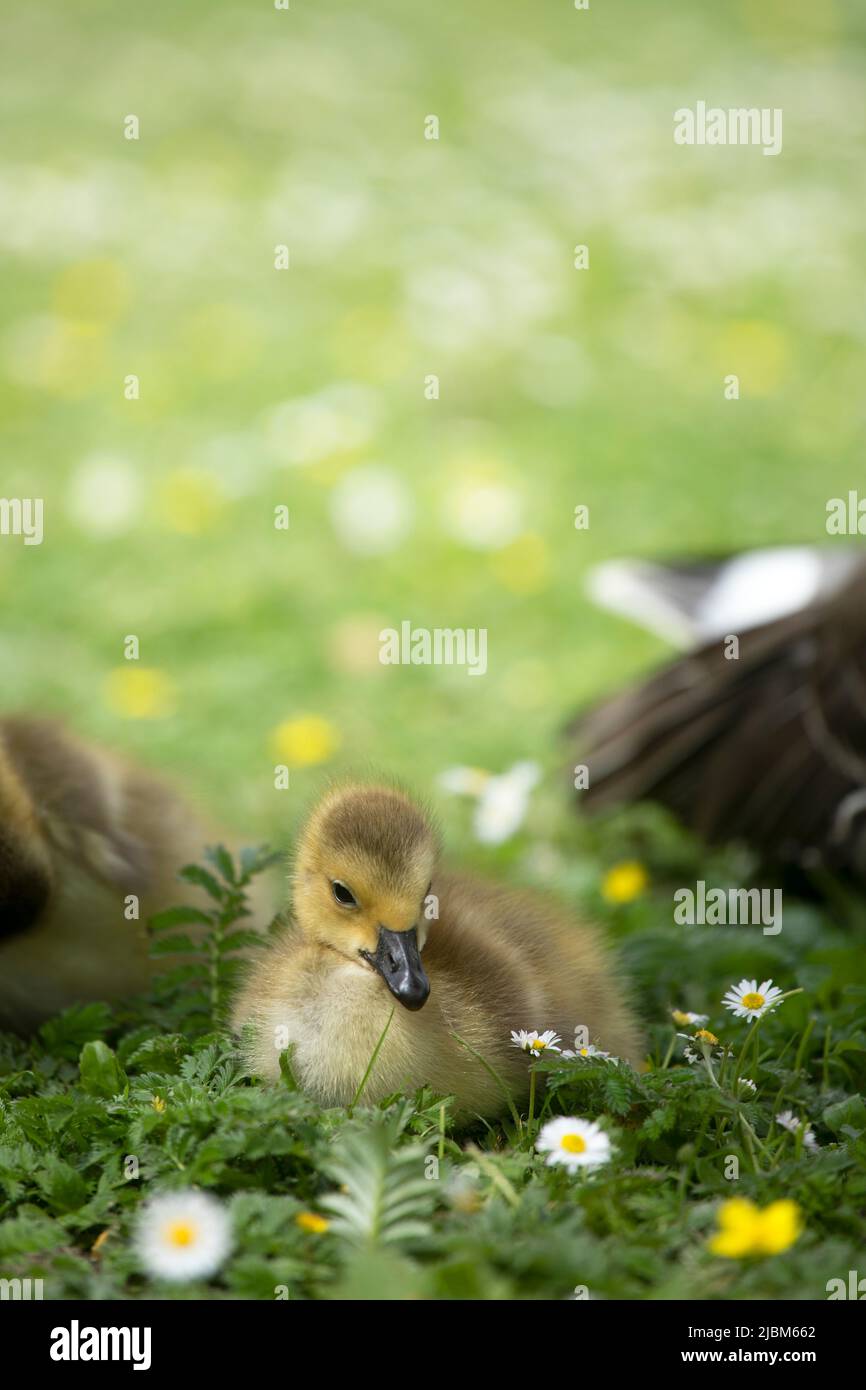 Canada gosling group hi-res stock photography and images - Alamy