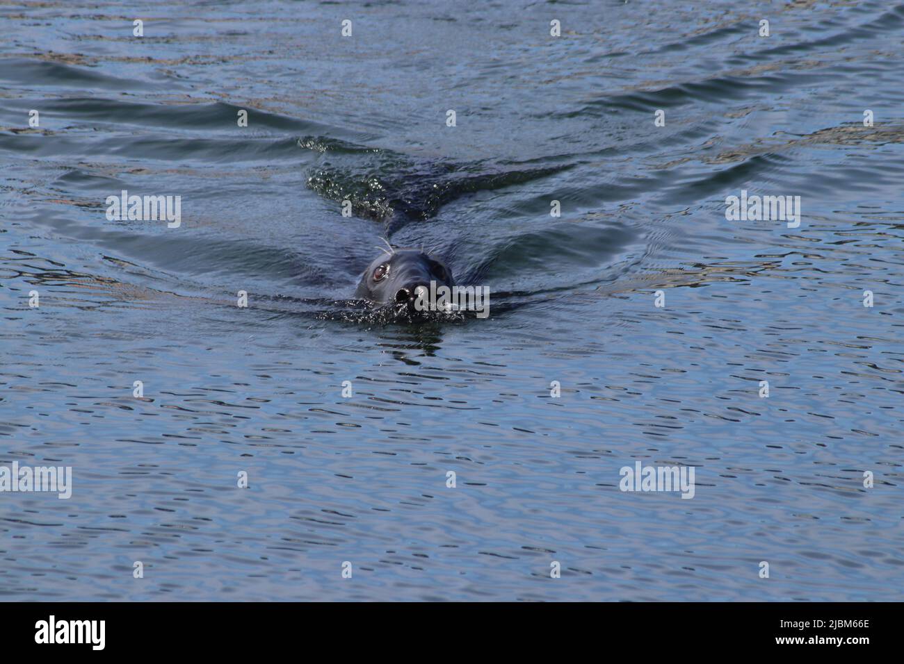 Seal eating fish Stock Photo - Alamy