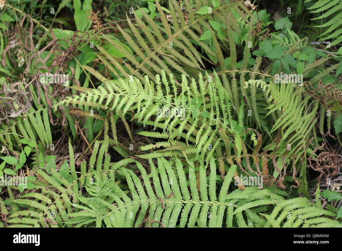 Beautiful lush green tropical plants growing in the overgrown jungle ...