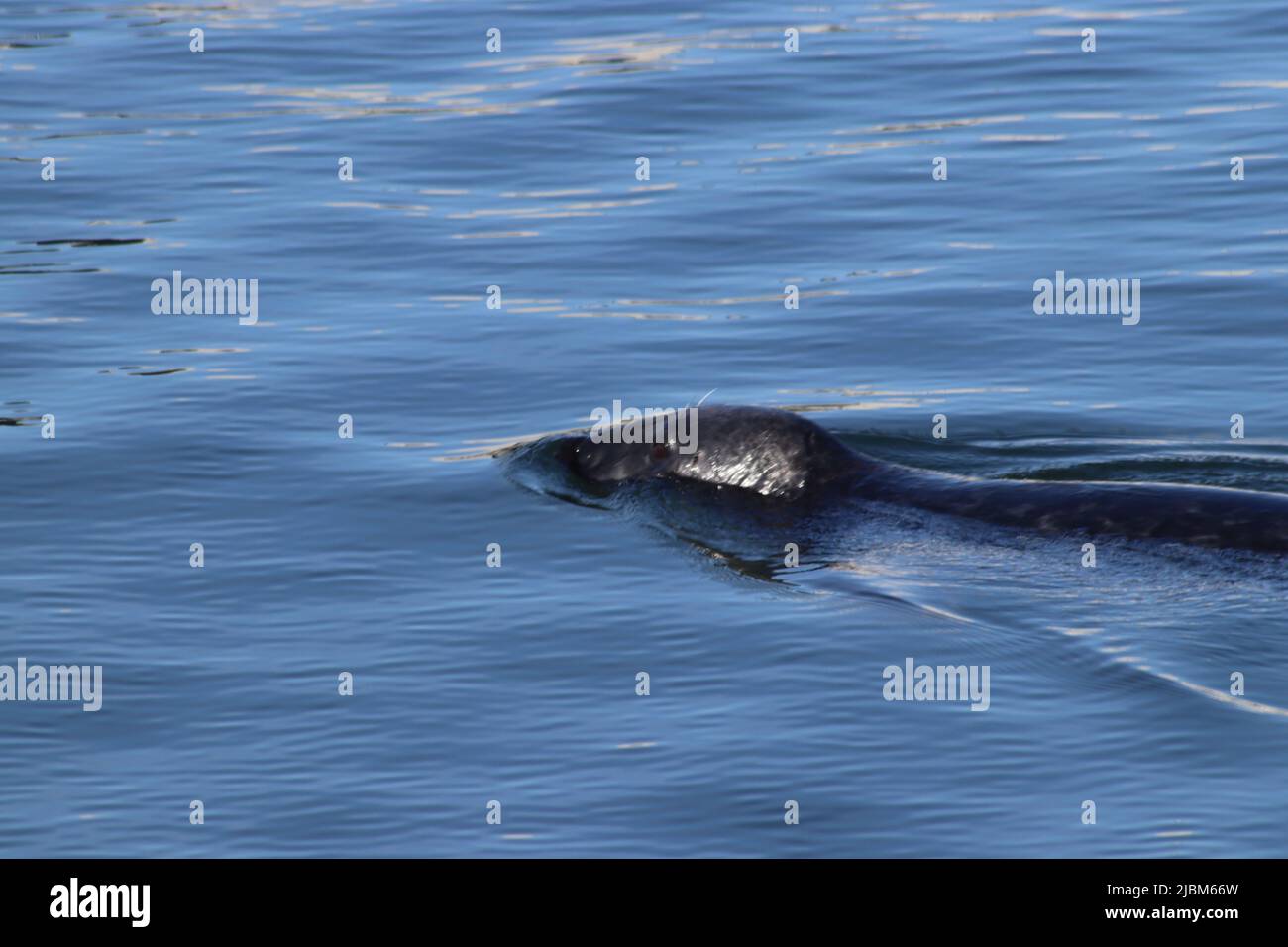 Beautiful young seal pup swimming hi-res stock photography and images ...